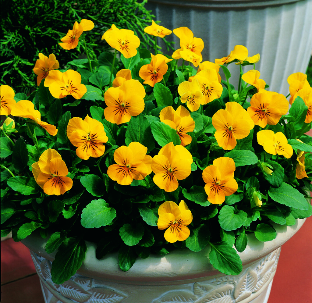 Plantas de Pensamientos • Syngenta series, maceta redonda, ∅9cm